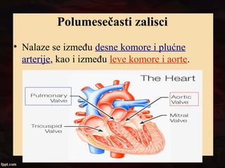 Funkcionalna anatomija srca | PPT