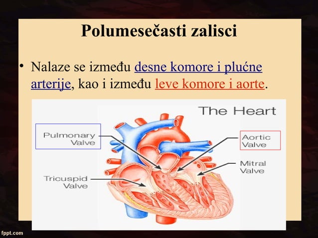Funkcionalna anatomija srca | PPT