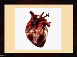 Funkcionalna anatomija srca | PPT