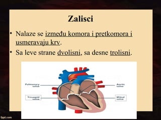 Funkcionalna anatomija srca | PPT