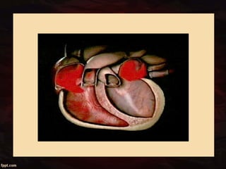 Funkcionalna anatomija srca | PPT