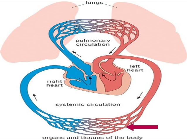 Funkcionalna anatomija srca