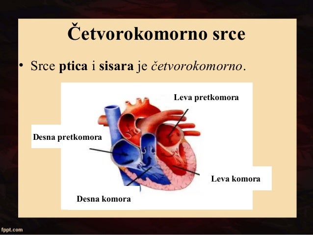 Funkcionalna anatomija srca