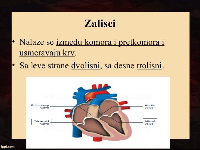 Funkcionalna anatomija srca