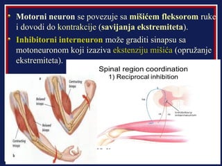 Funkcionalna organizacija centralnog nervnog sistema | PPT