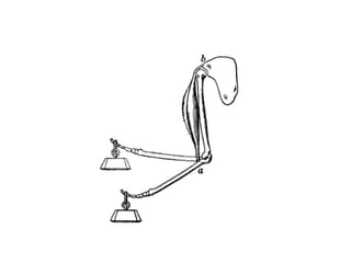 Funkcionalne karakteristike-mišića-prezentacija | PPT