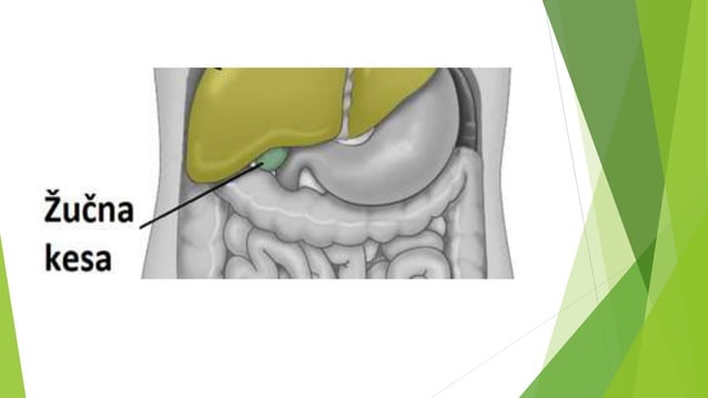Funkcionalni značaj žučne kese.pptx