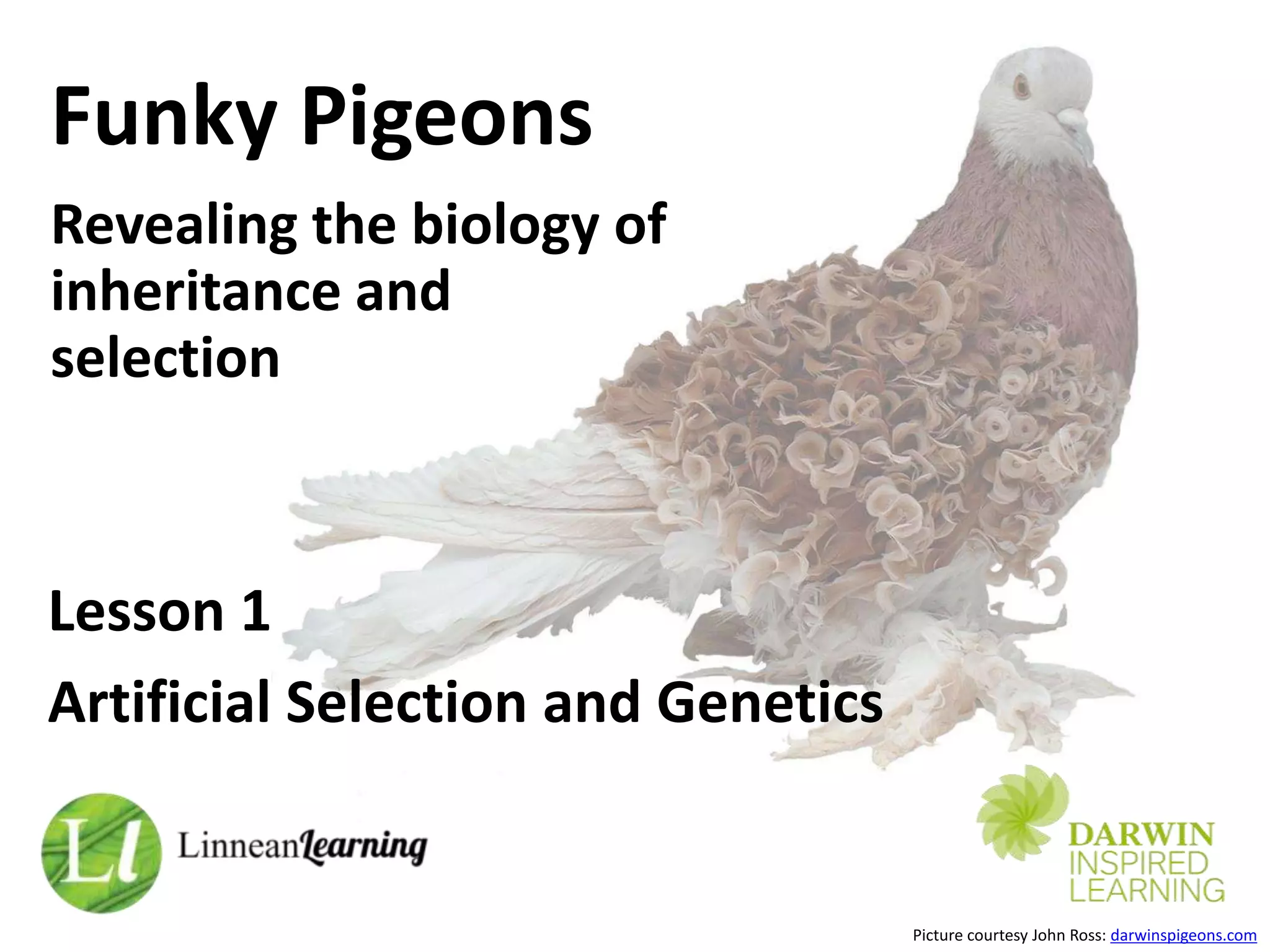 Funky Pigeons - Lesson 1 Artificial Selection and Genetics | PPTX