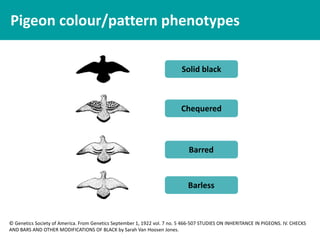 Funky Pigeons - Lesson 1 Artificial Selection and Genetics | PPTX