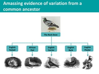 Funky Pigeons - Lesson 1 Artificial Selection and Genetics | PPTX
