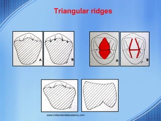 Funl occlusal wax/dental courses | PPT