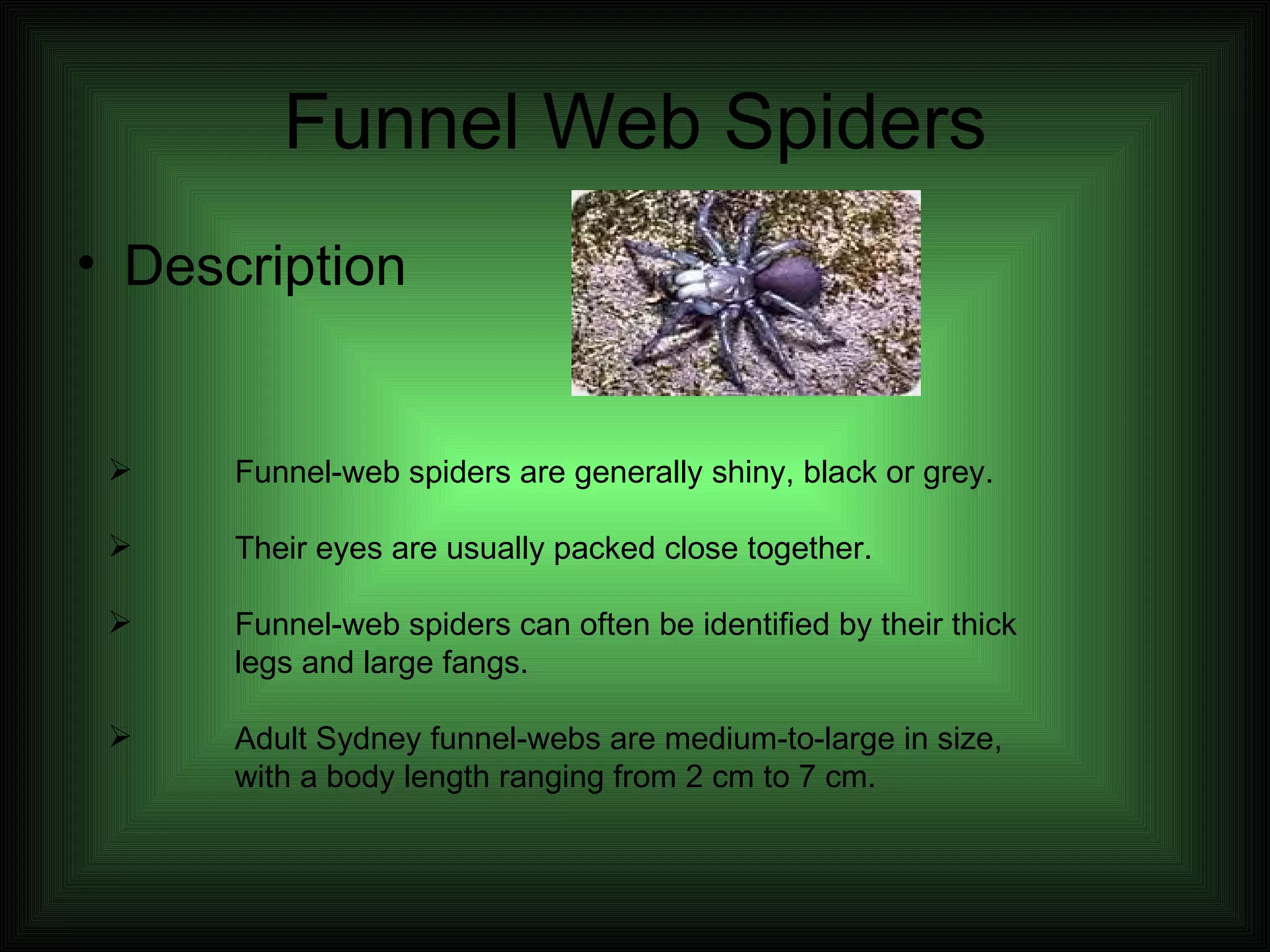 Funnel Web Spider Nate | PPT