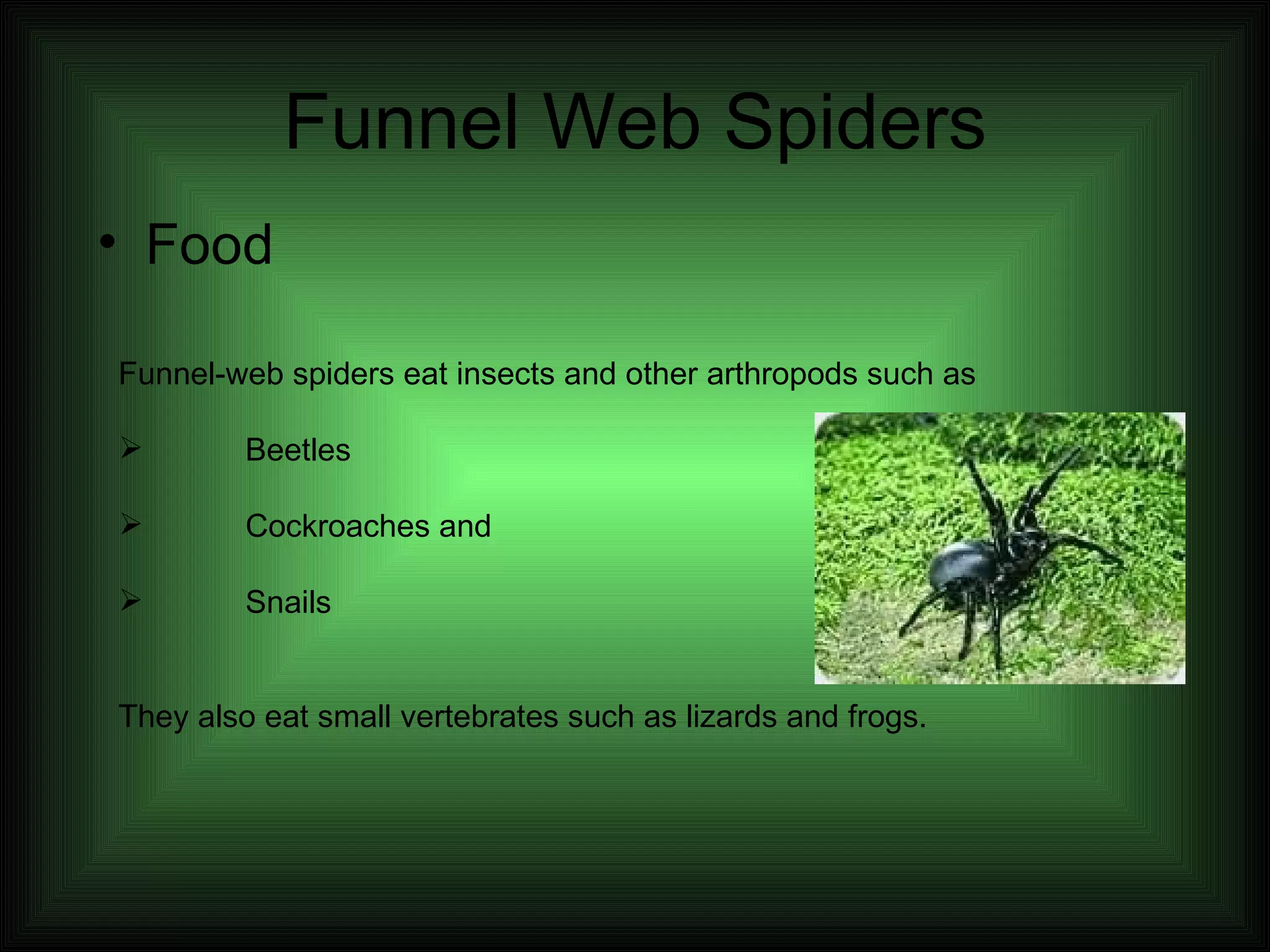 Funnel Web Spider Nate | PPT