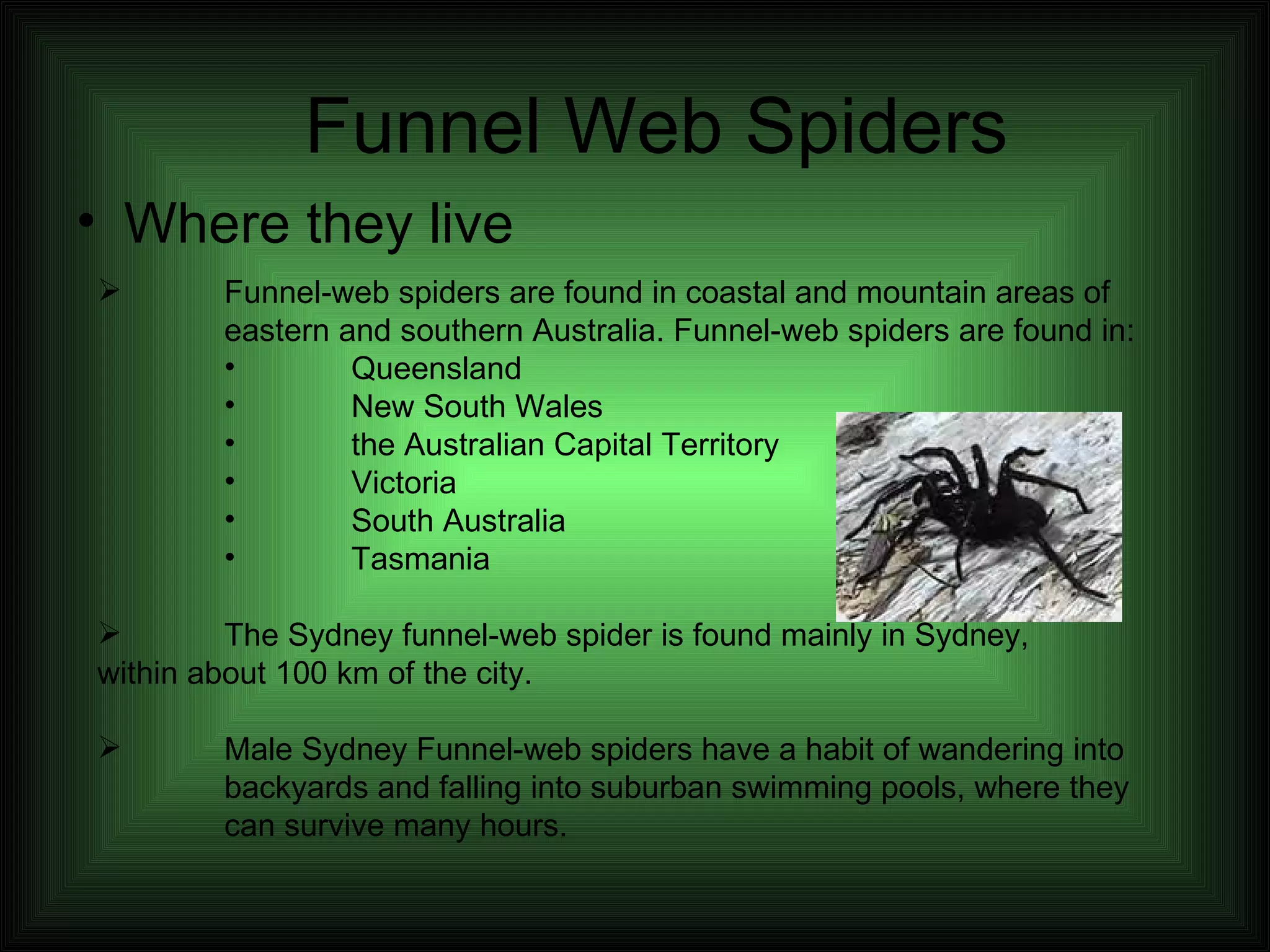 Funnel Web Spider Nate | PPT