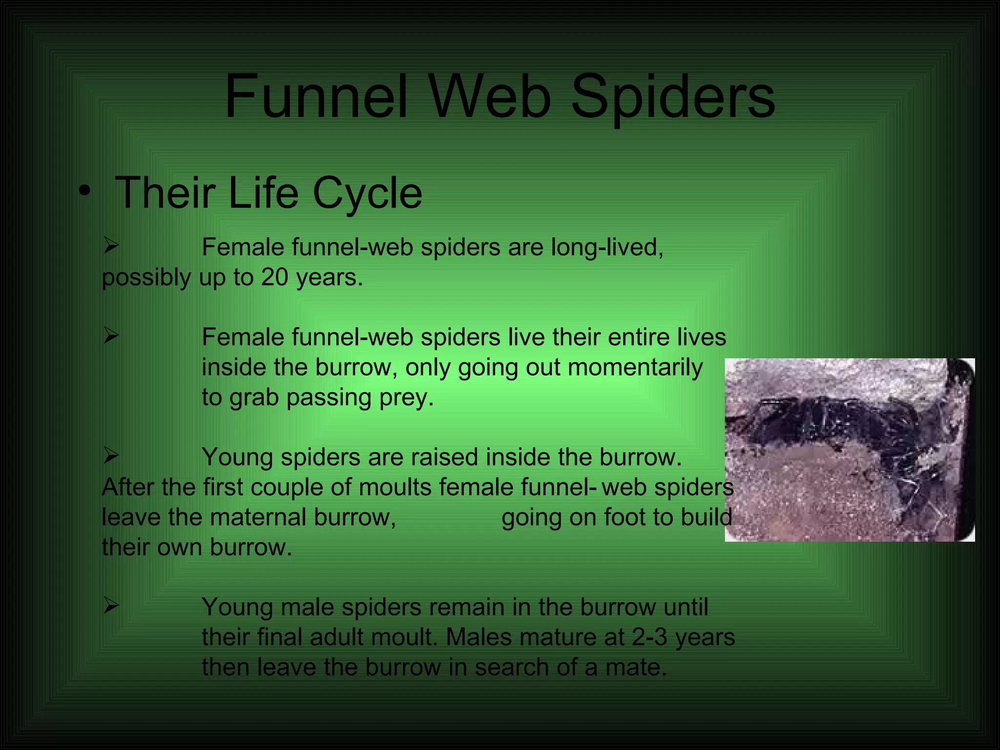 Funnel Web Spider Nate | PPT