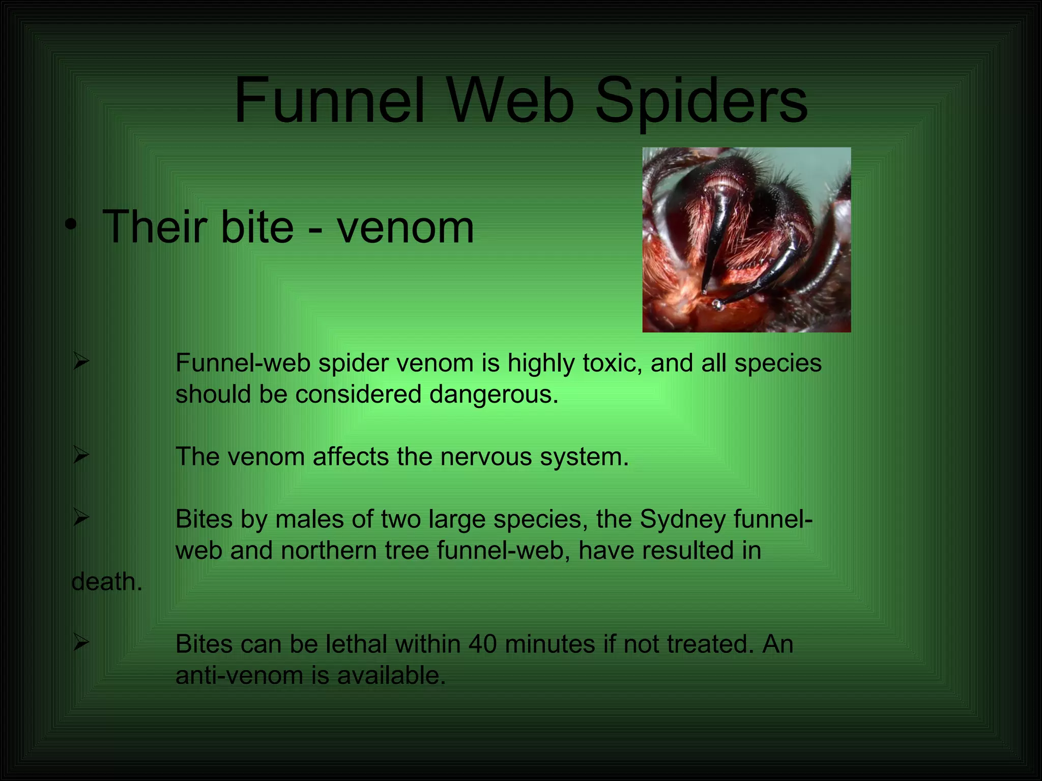 Funnel Web Spider Nate | PPT