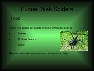 Funnel Web Spider Nate | PPT