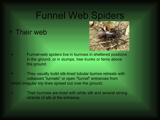Funnel Web Spider Nate | PPT