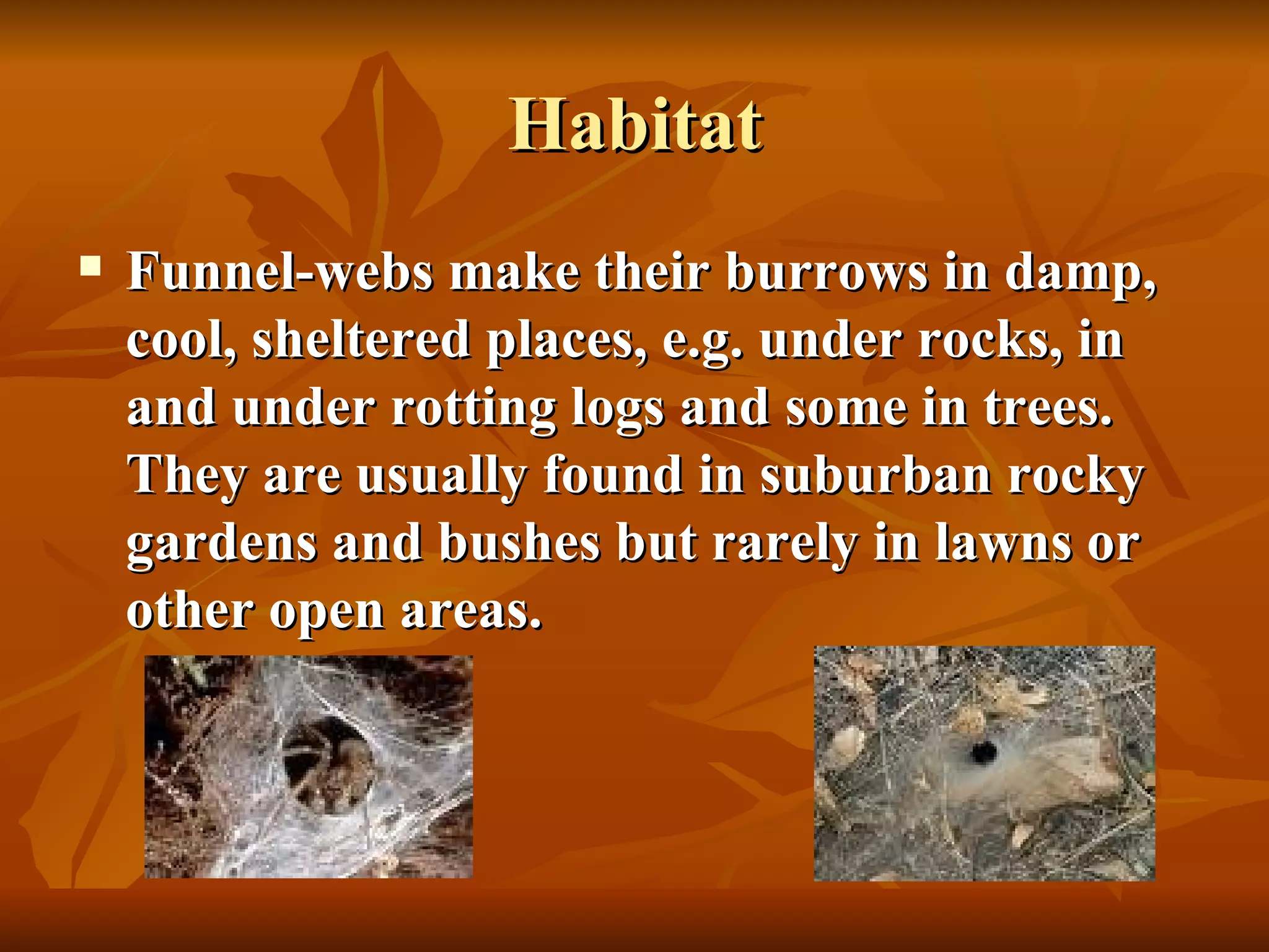 Funnel Web Spiders Brooke | PPT