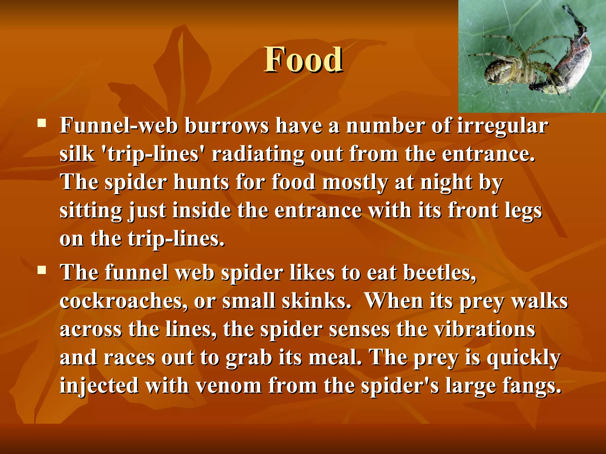 Funnel Web Spiders Brooke | PPT