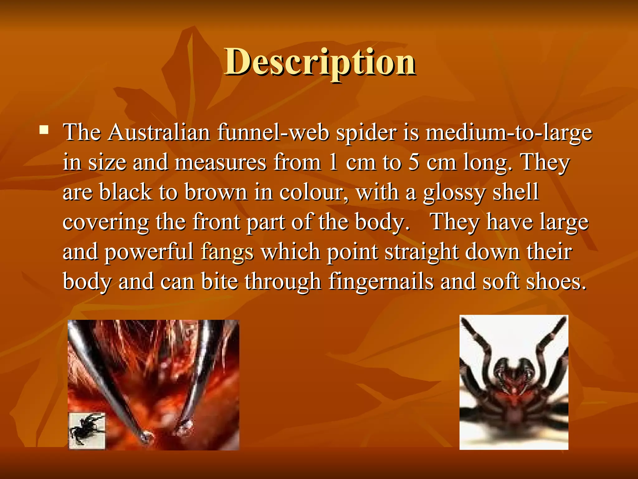 Funnel Web Spiders Brooke | PPT