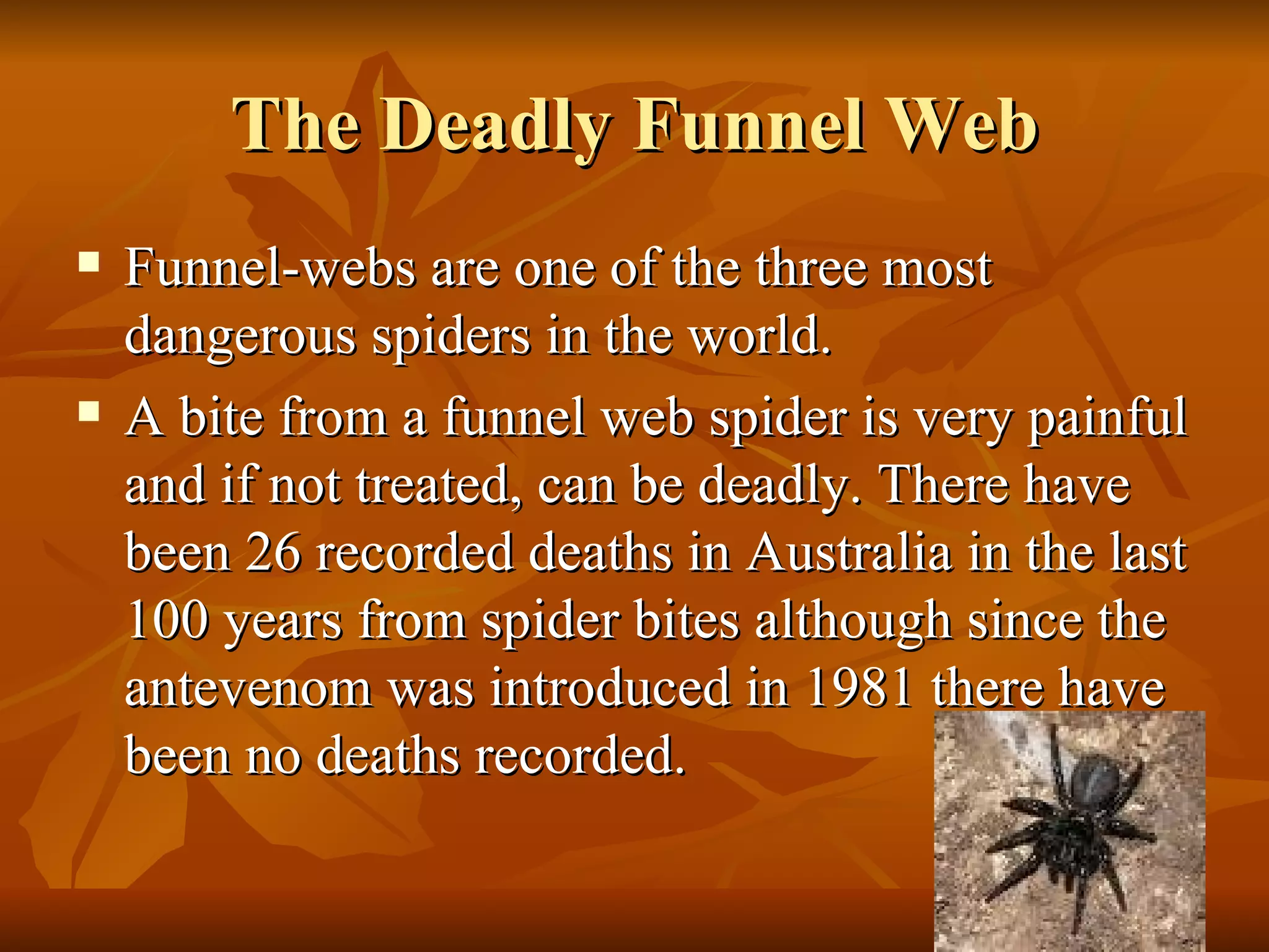 Funnel Web Spiders Brooke Ppt