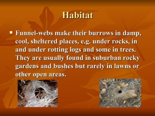 Funnel Web Spiders Brooke | PPT