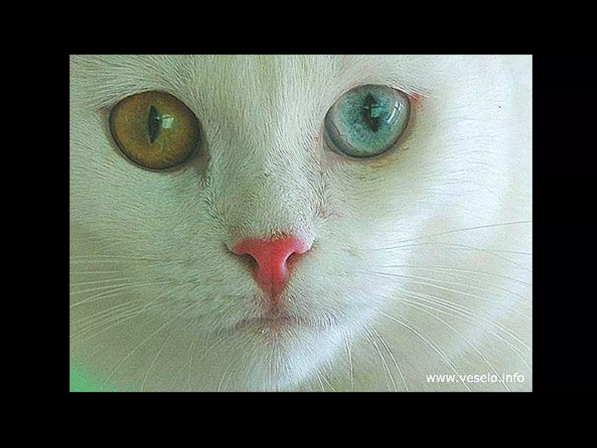 Funny Cats | PPT