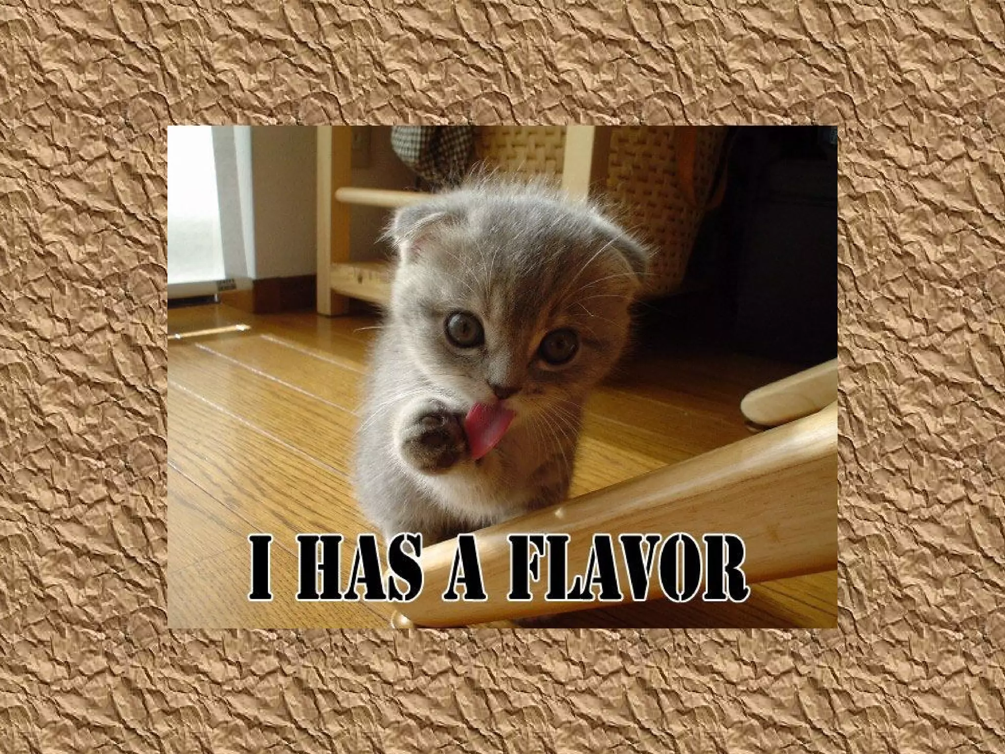 Funny Cats | PPT