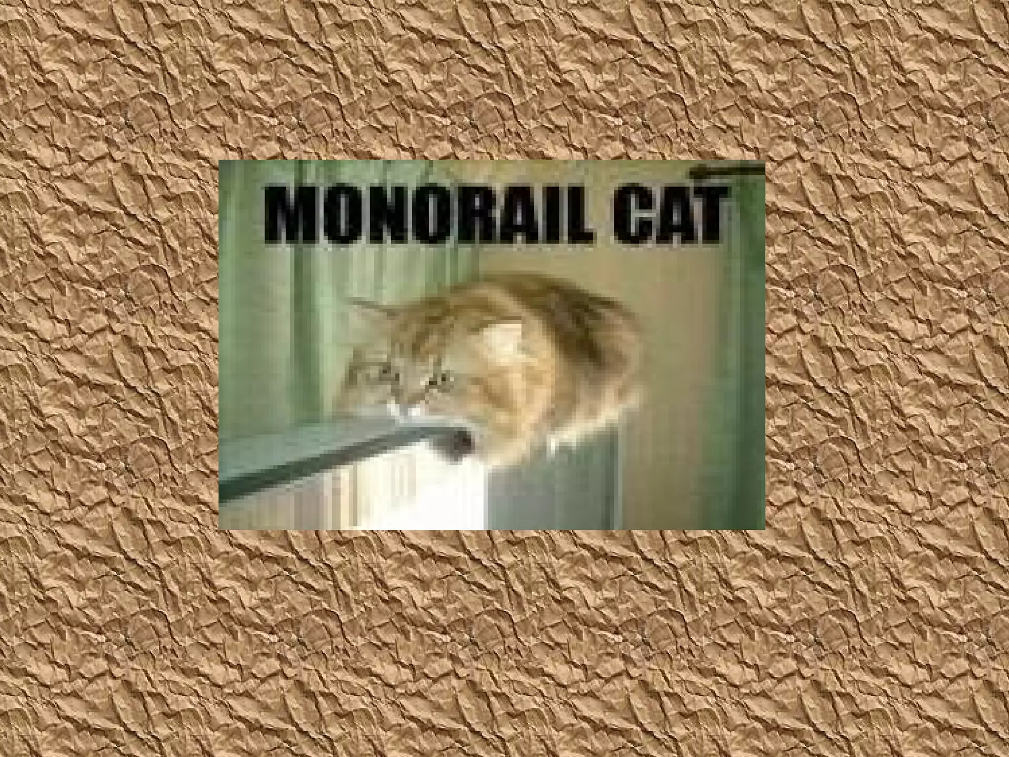 Funny Cats | PPT