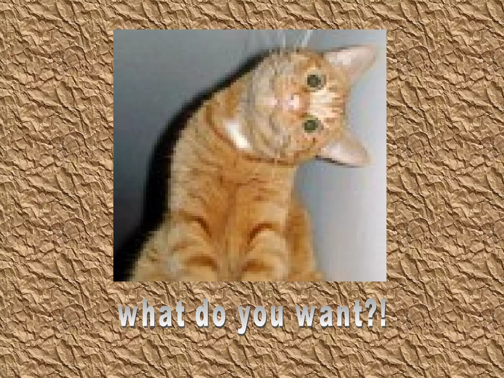 Funny Cats | PPT