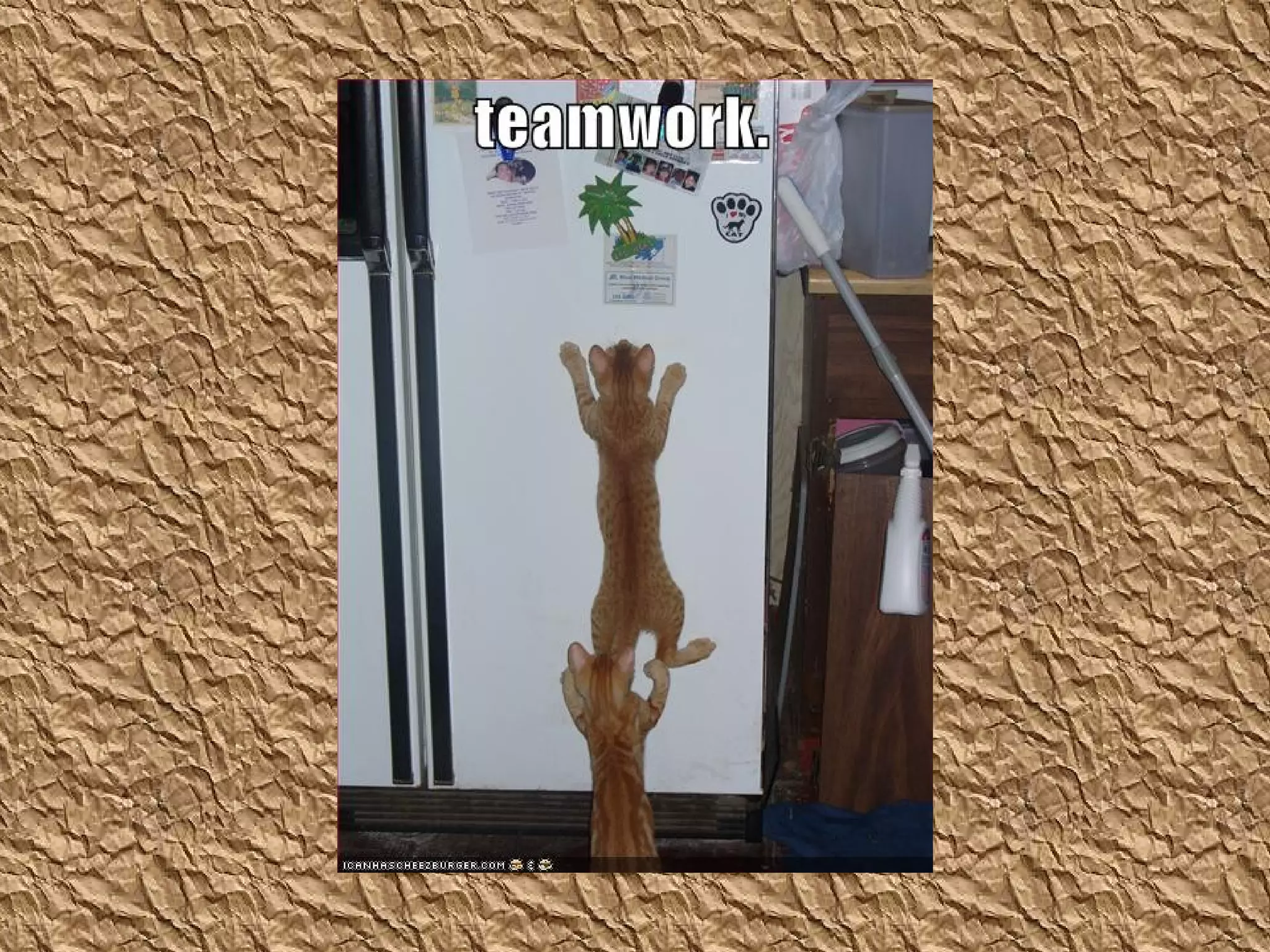 Funny Cats | PPT