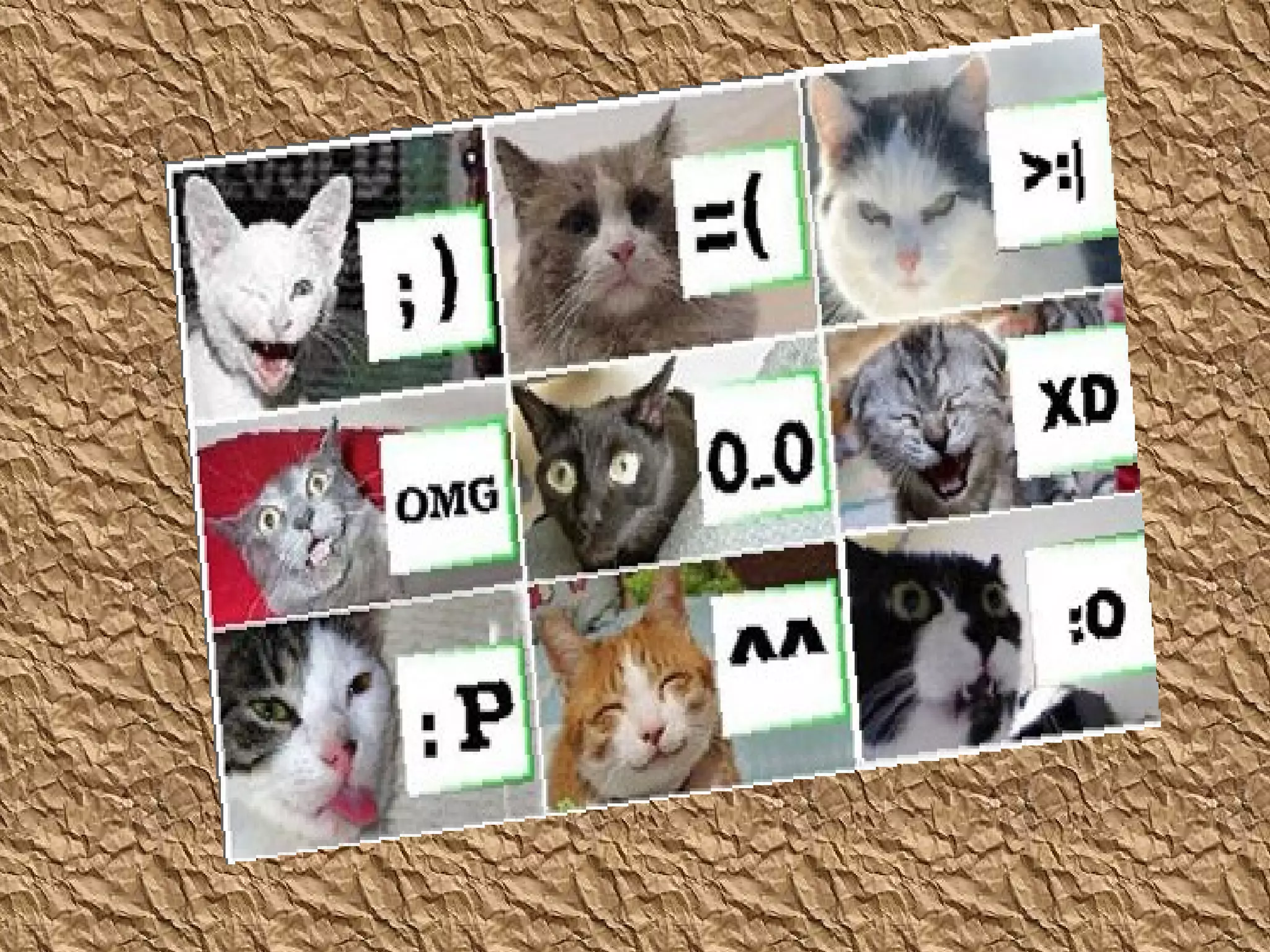 Funny Cats | PPT
