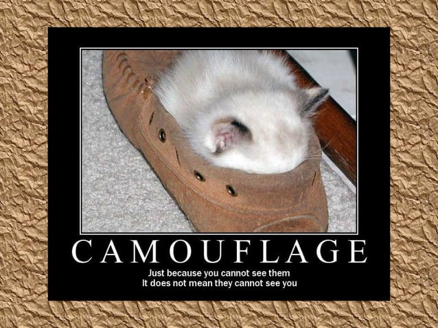 Funny Cats | PPT