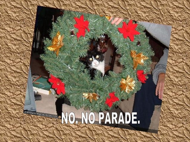 Funny Cats | PPT
