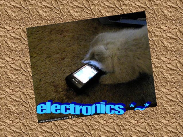 Funny Cats | PPT