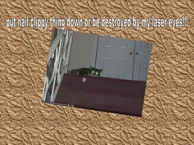 Funny Cats | PPT