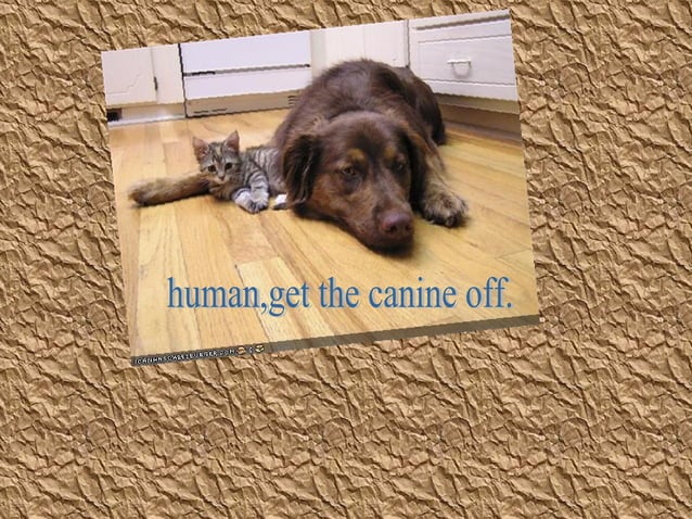 Funny Cats | PPT