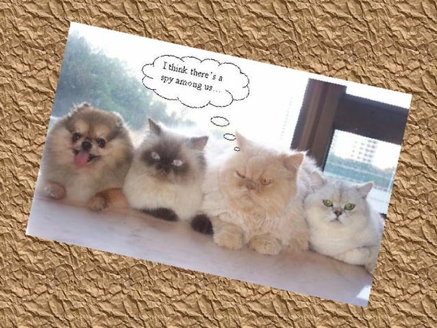 Funny Cats | PPT