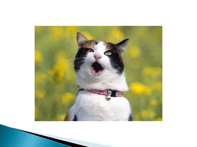 Funny Cats | PPT