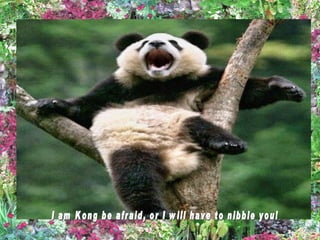 Funny Panda Bears | PPT