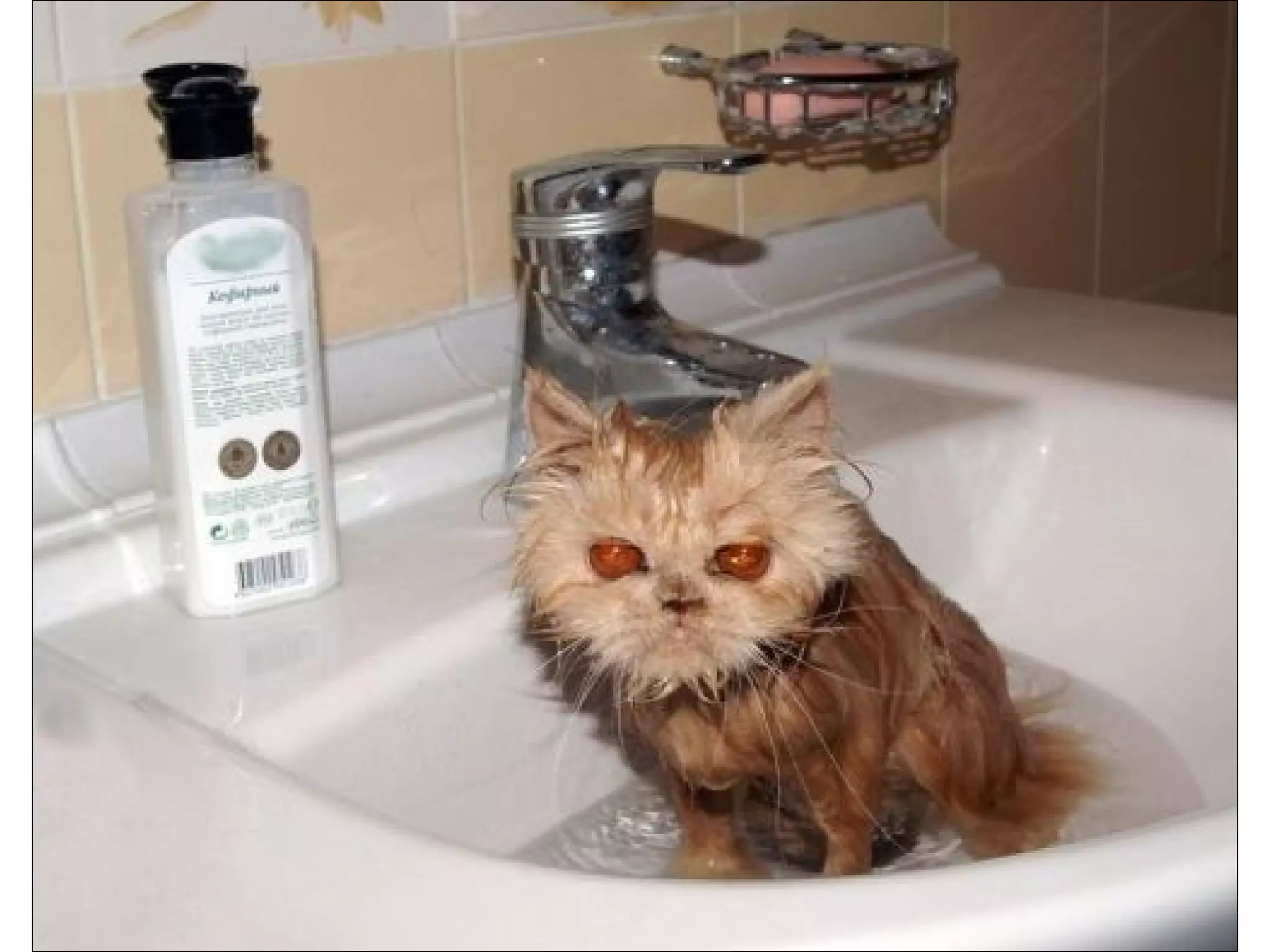 Funny Pics | PPS