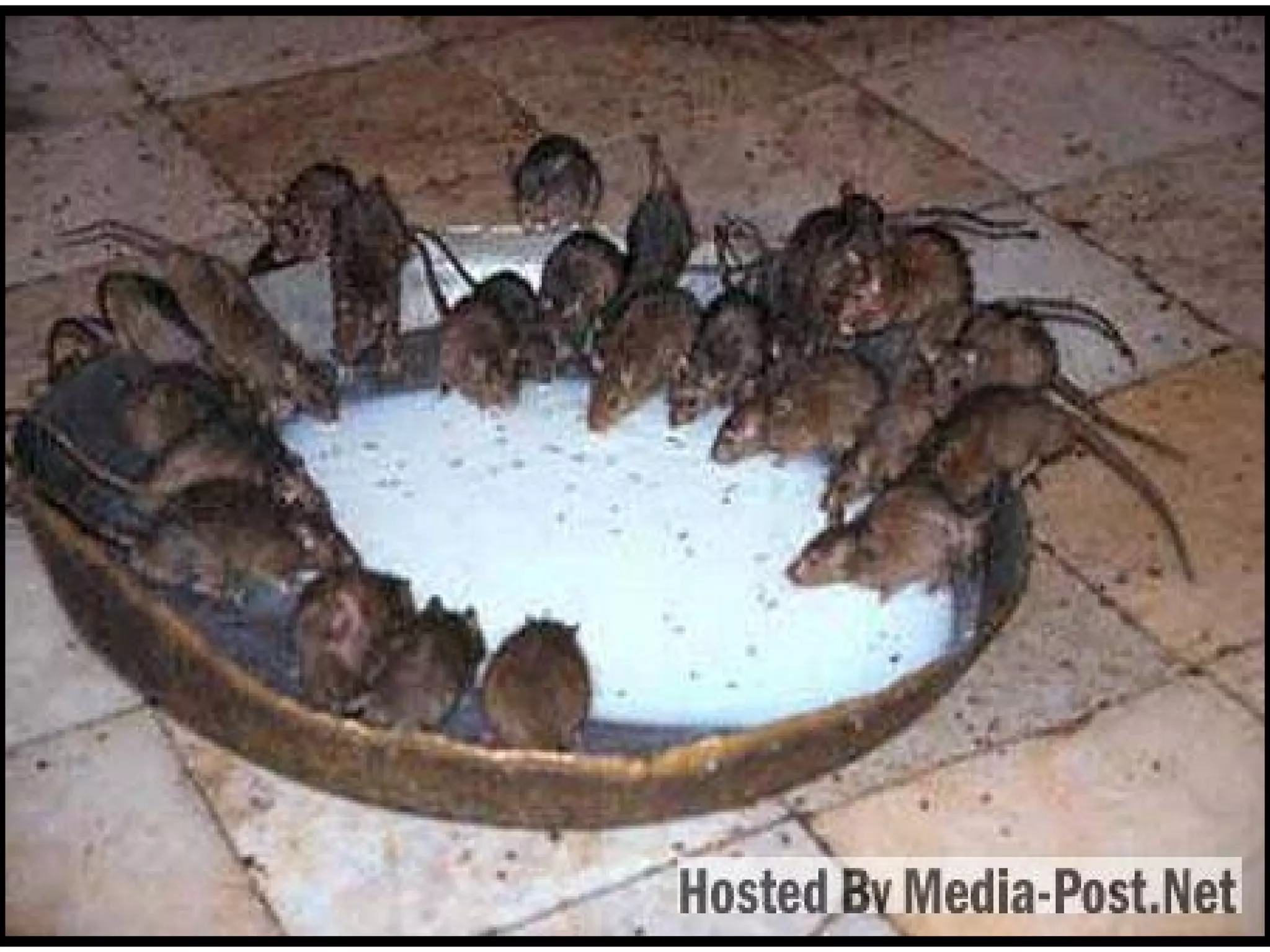 Funny Rats | PPT