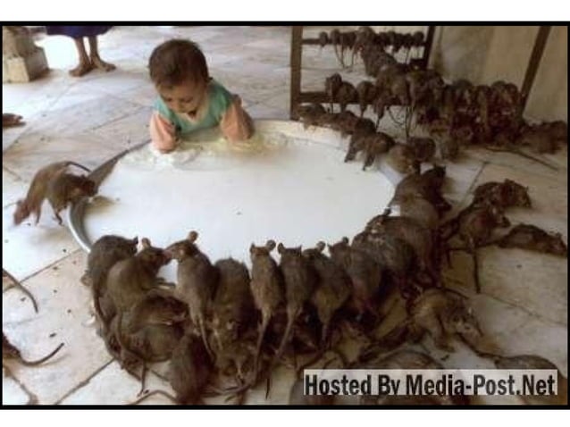 Funny Rats | PPT