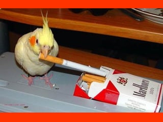 Funny Slideshow | PPT