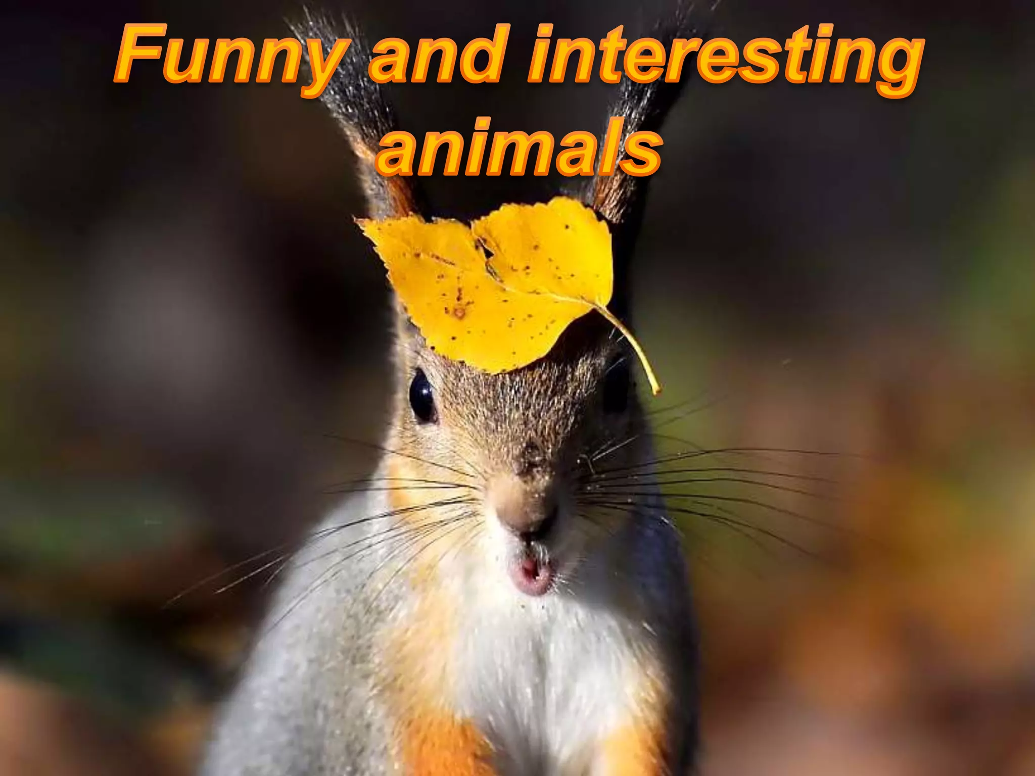 Funny and interesting animals | PPT