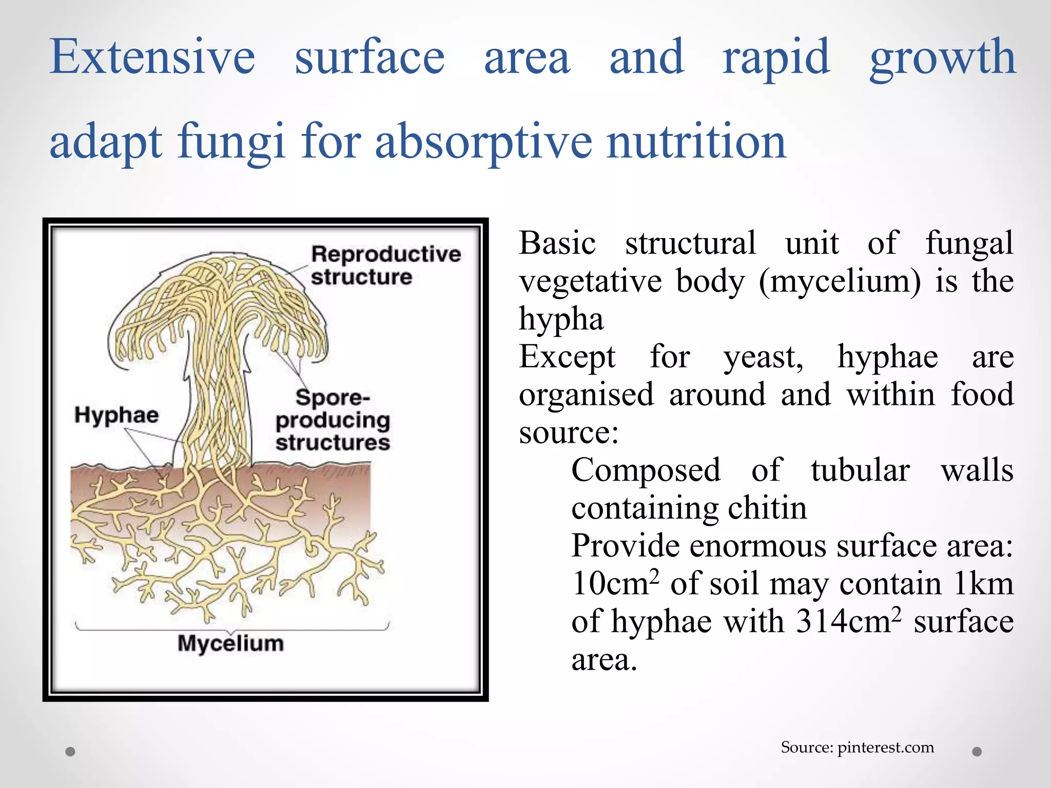 Fungi | PPT