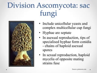 Fungi | PPTX