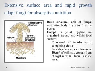 Fungi | PPTX