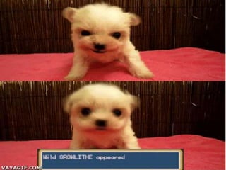 Funny Puppy Images Slideshow | PPTX